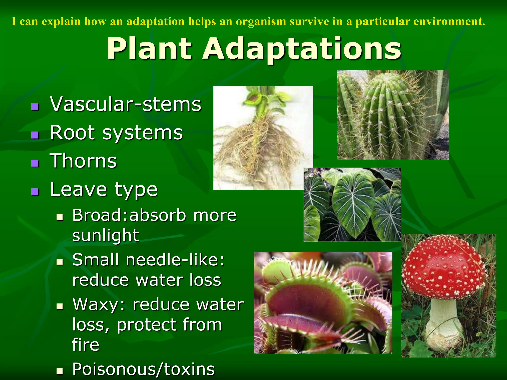 animal-adaptations-2.ppt
