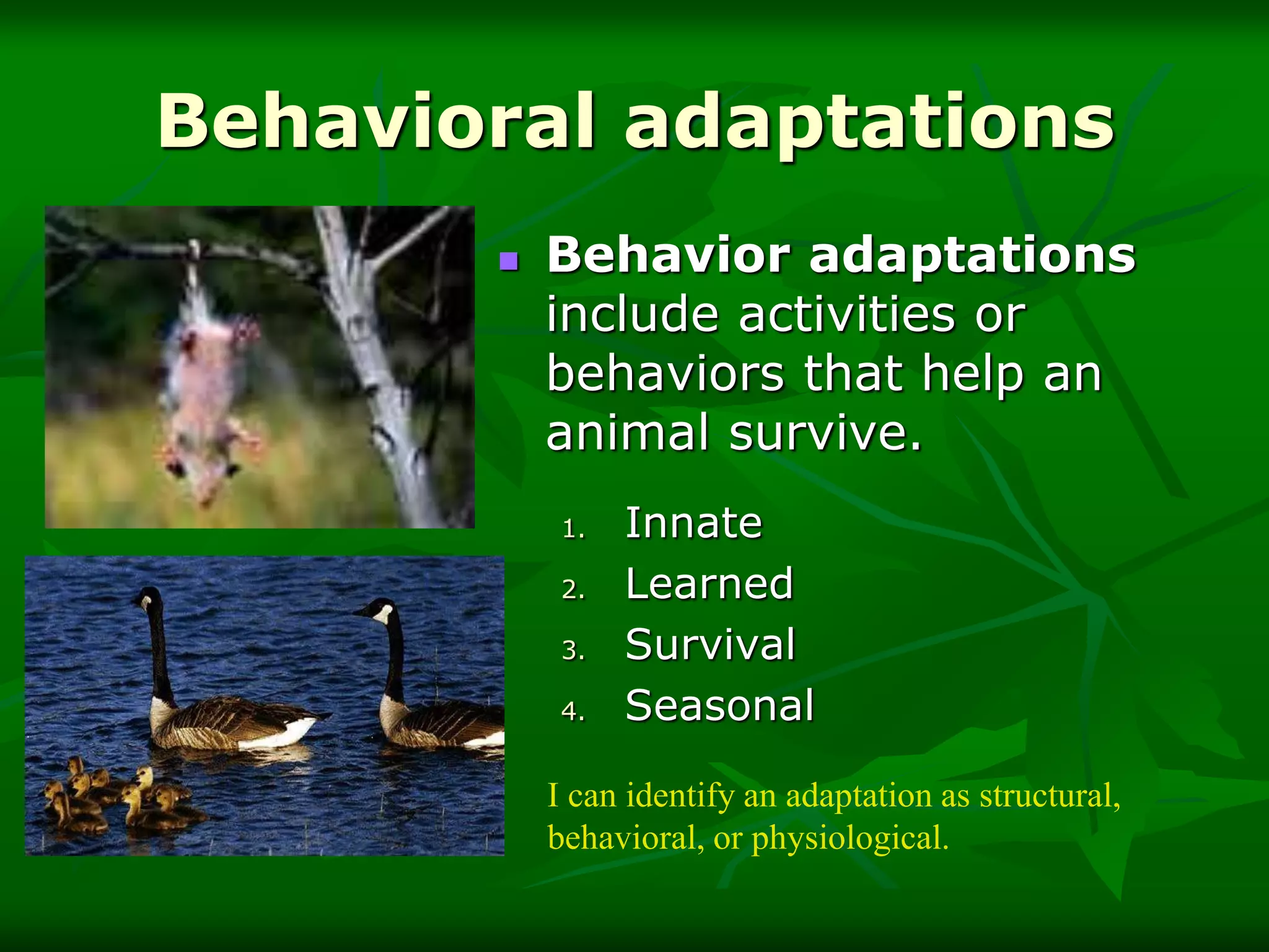animal-adaptations-2.ppt