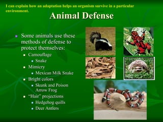 animal-adaptations-2.ppt