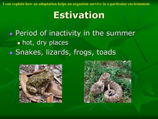 animal-adaptations-2.ppt
