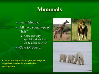 animal-adaptations-2.ppt