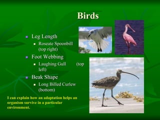 animal-adaptations-2.ppt