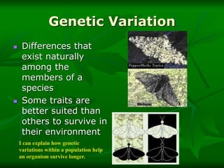 animal-adaptations-2.ppt