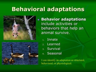animal-adaptations-2.ppt
