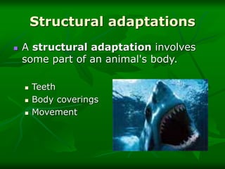 Animal Adaptations II animal adaptation.pptx