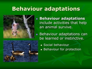 Animal Adaptations II animal adaptation.pptx