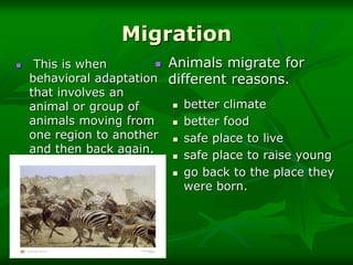 Animal Adaptations II animal adaptation.pptx