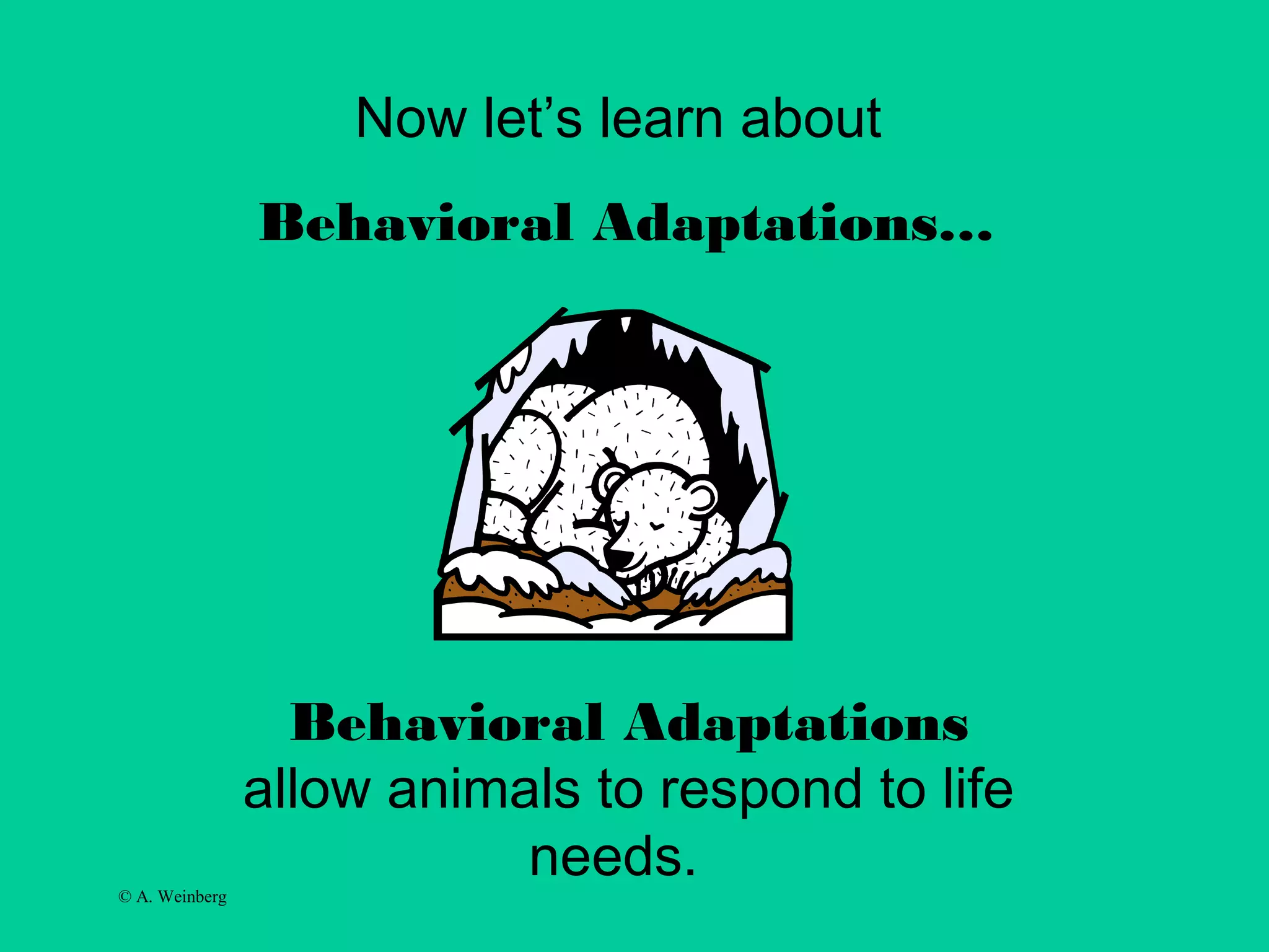 Animal Adaptations | PPT | Biological Sciences | Science