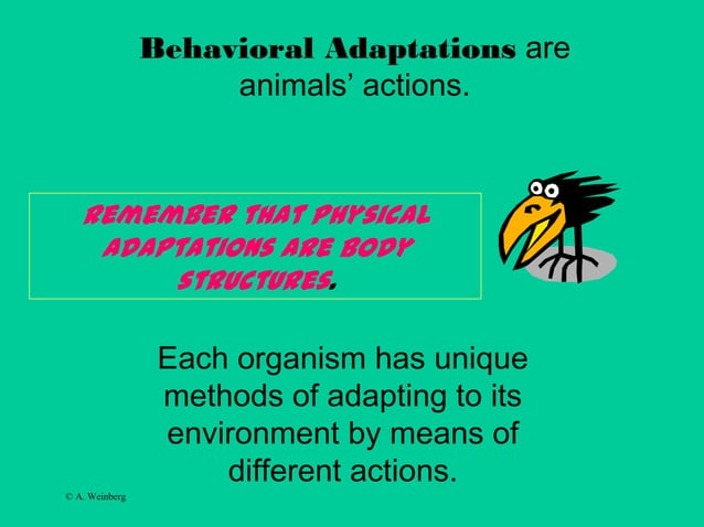 Animal Adaptations | PPT | Biological Sciences | Science