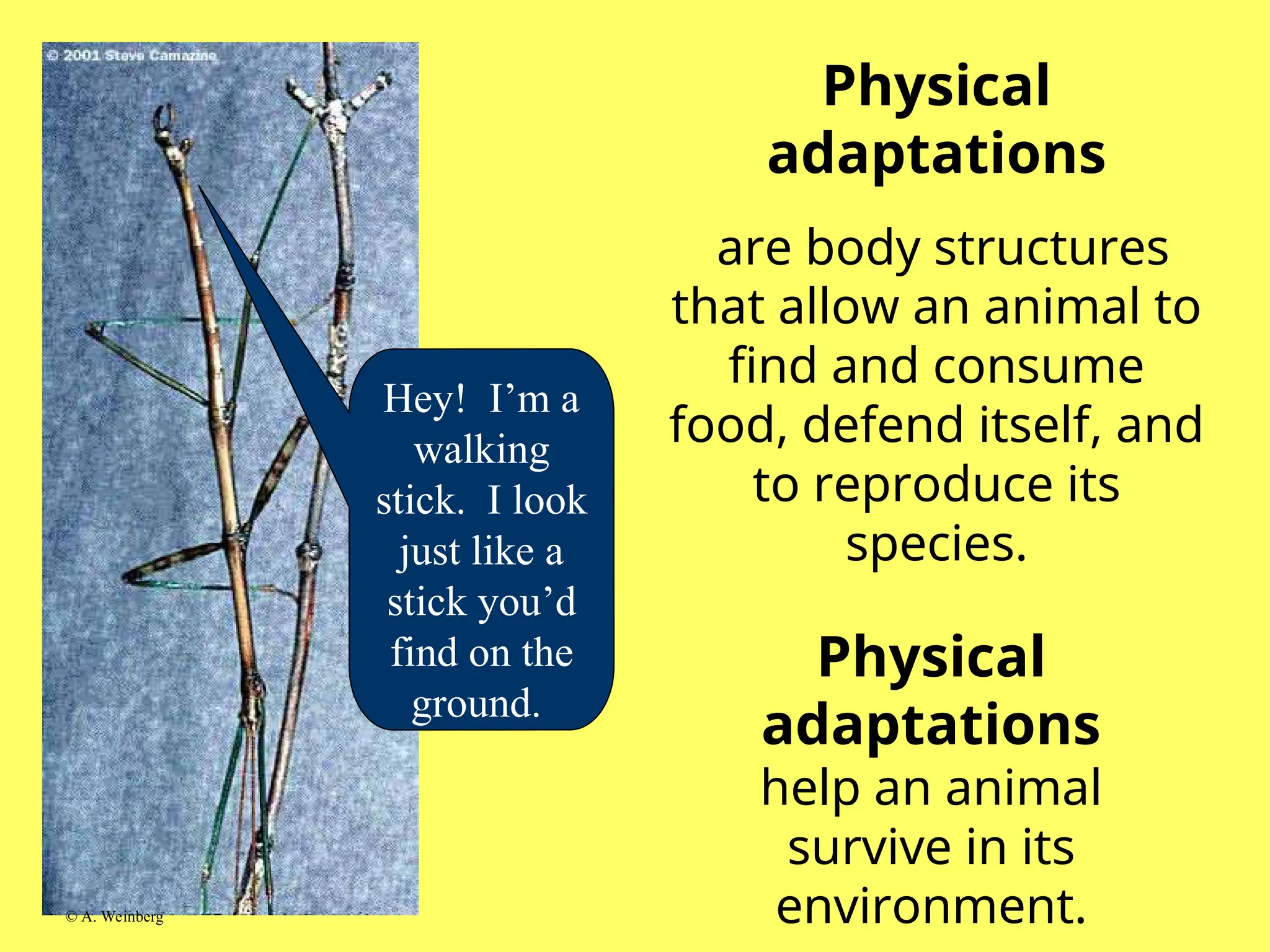 animal-adaptations-ppt-100520152446-phpapp02.ppt
