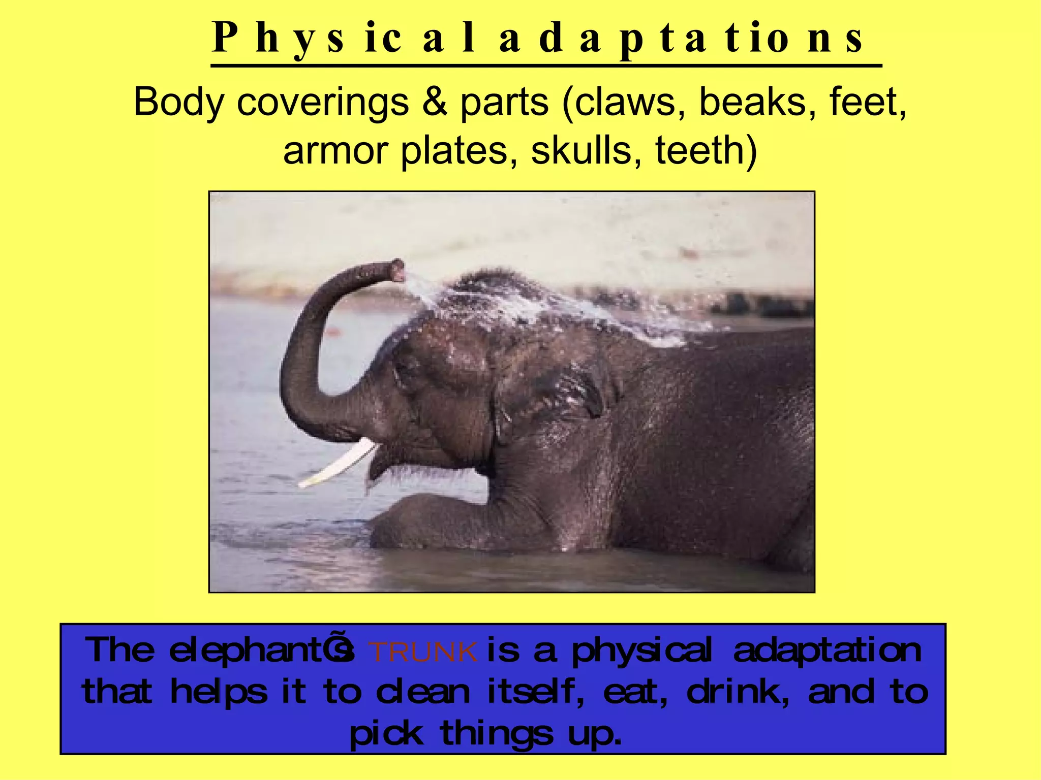 Animal adaptations | PPT