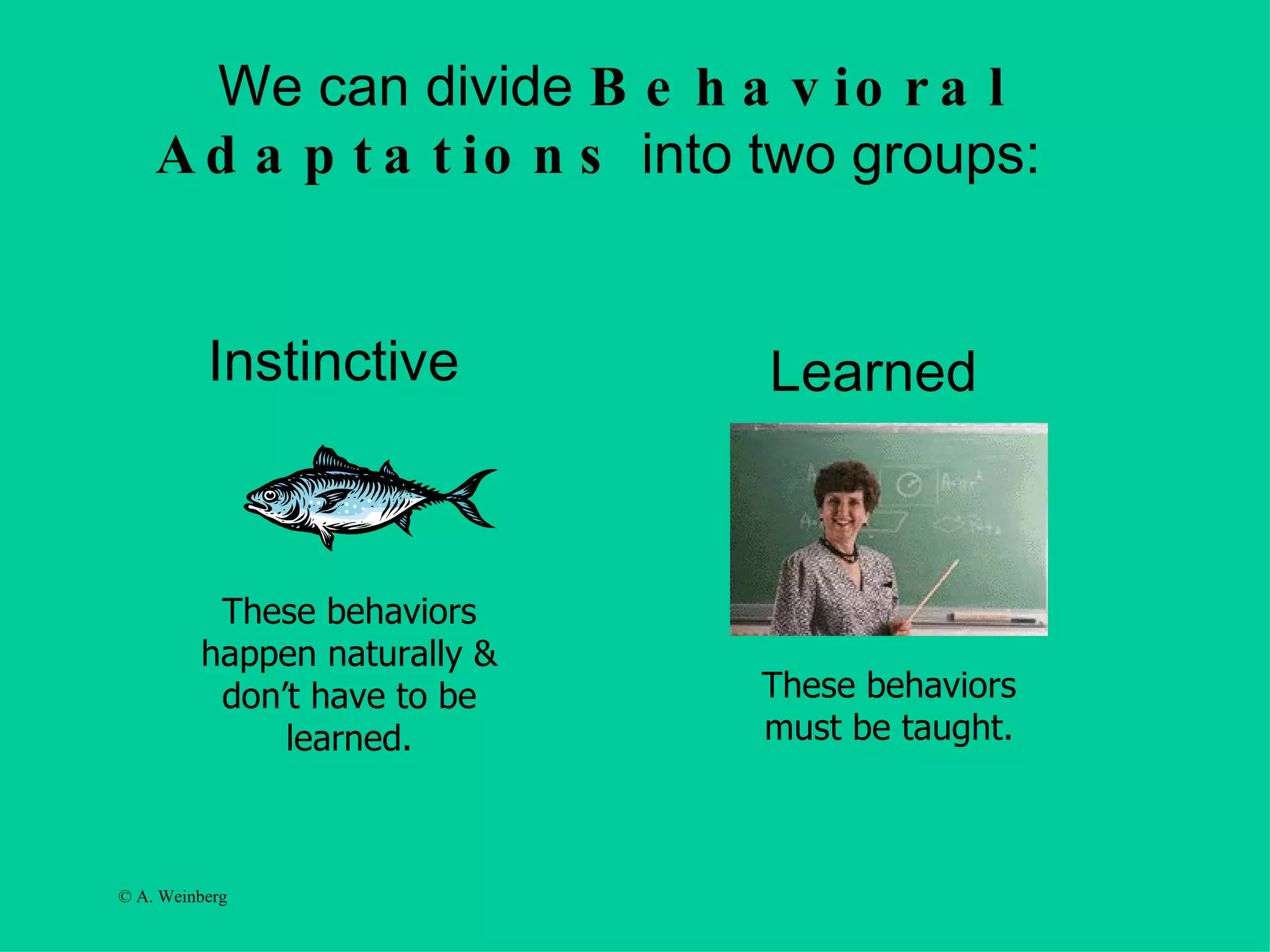 Animal adaptations | PPT