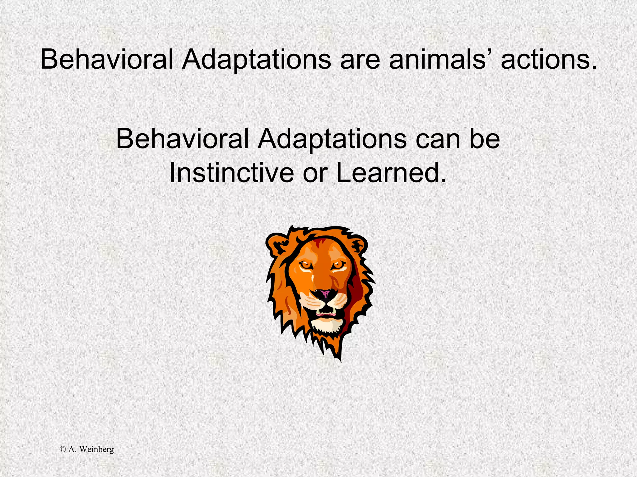 Animal adaptations | PPT
