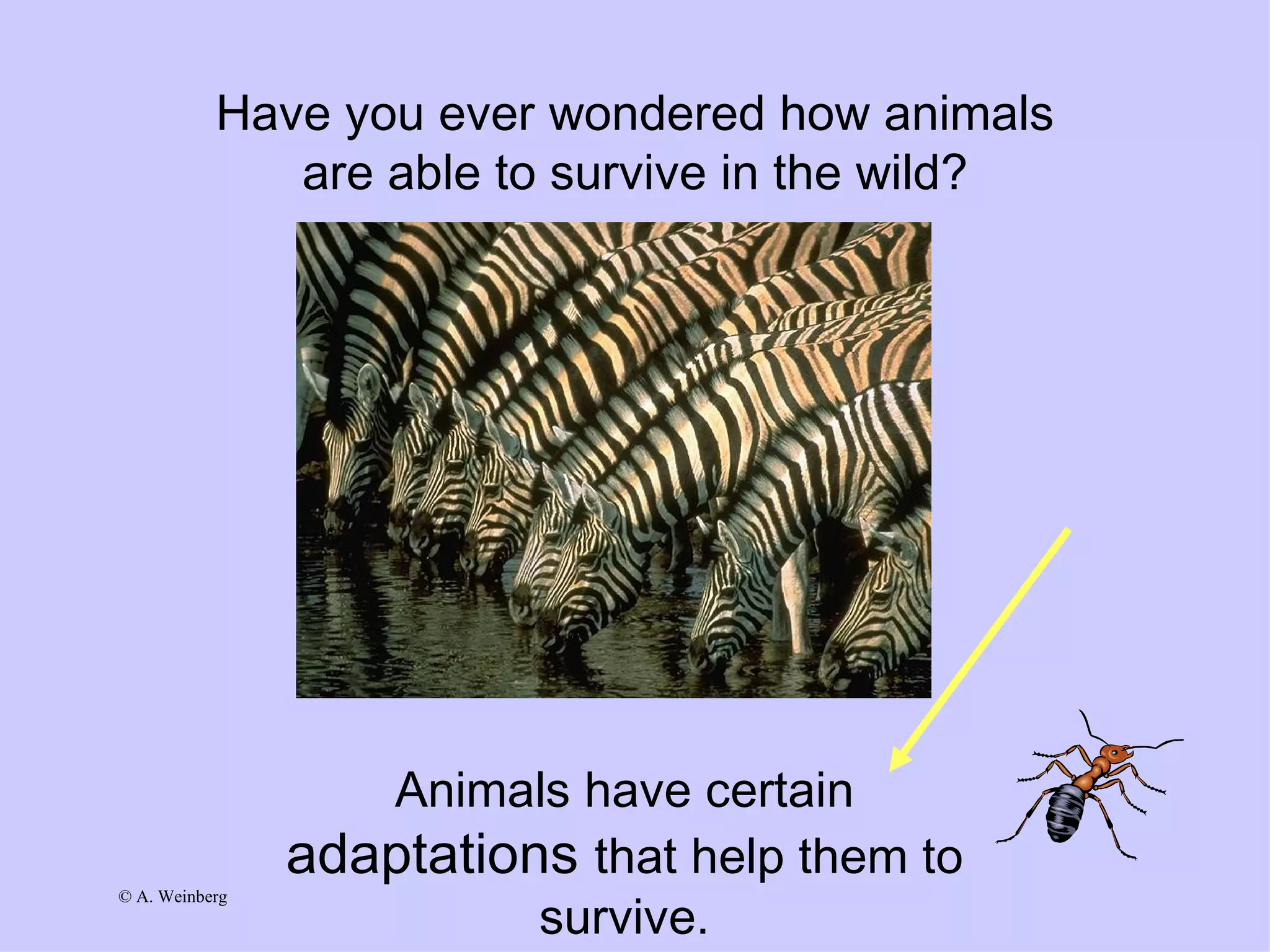 Animal adaptations | PPT