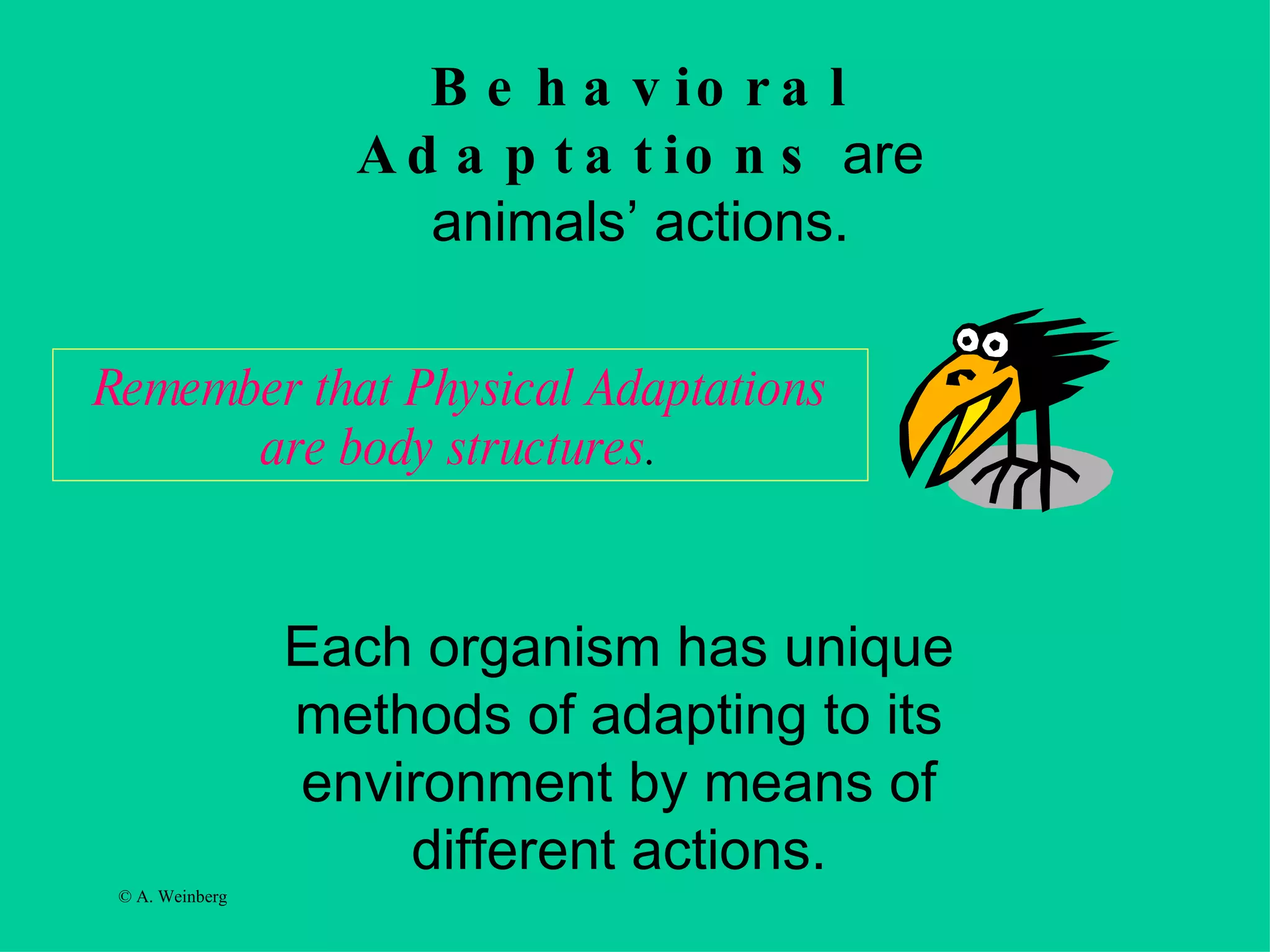 Animal adaptations-ppt | PPT