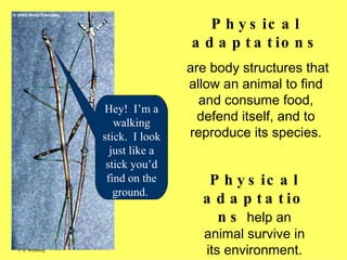 Animal adaptations-ppt | PPT