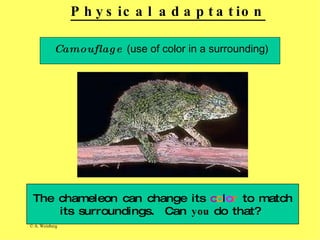 Animal adaptations-ppt | PPT