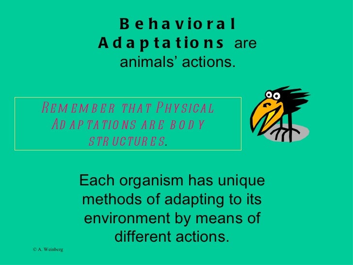Animal adaptations-ppt