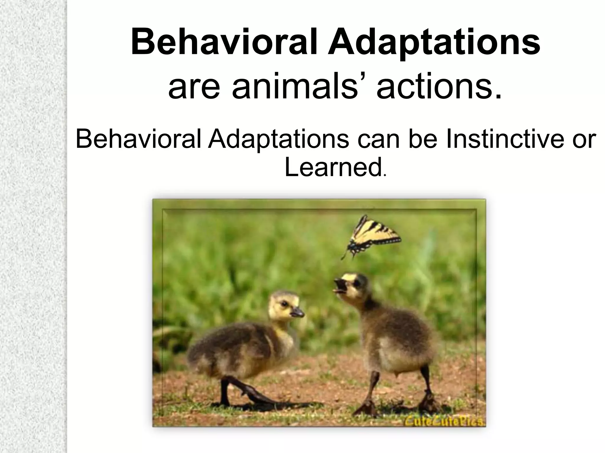 Animal adaptations-ppt | PPTX