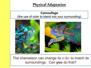 Animal adaptations-ppt | PPTX