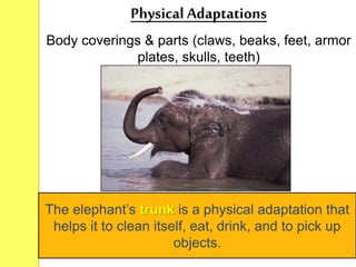 Animal adaptations-ppt | PPTX