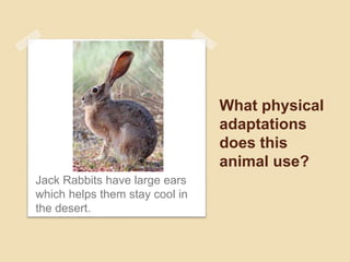 Animal adaptations-ppt | PPTX
