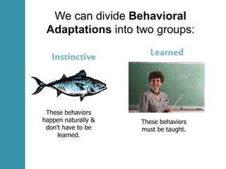 Animal adaptations-ppt | PPTX