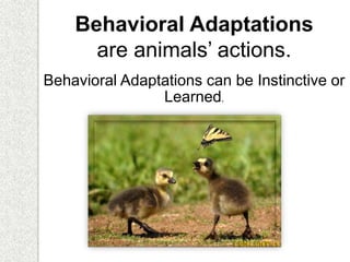 Animal adaptations-ppt | PPTX