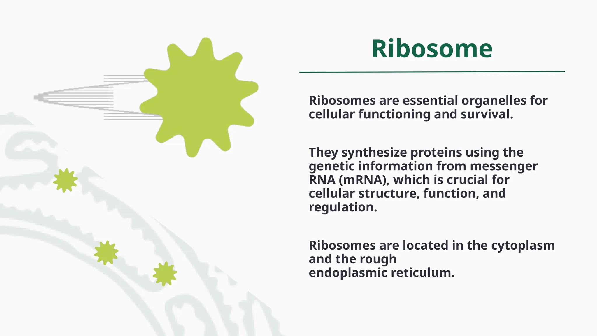 ANIMAL-AND-PLANT-CELL AND THE CONNECTION | PPTX