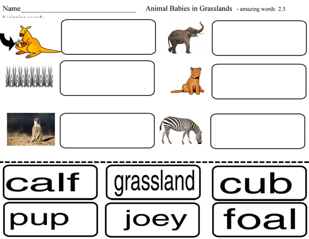 Reading- Unit 2- Animal Babies in Grasslands- Amazing Words | PPT