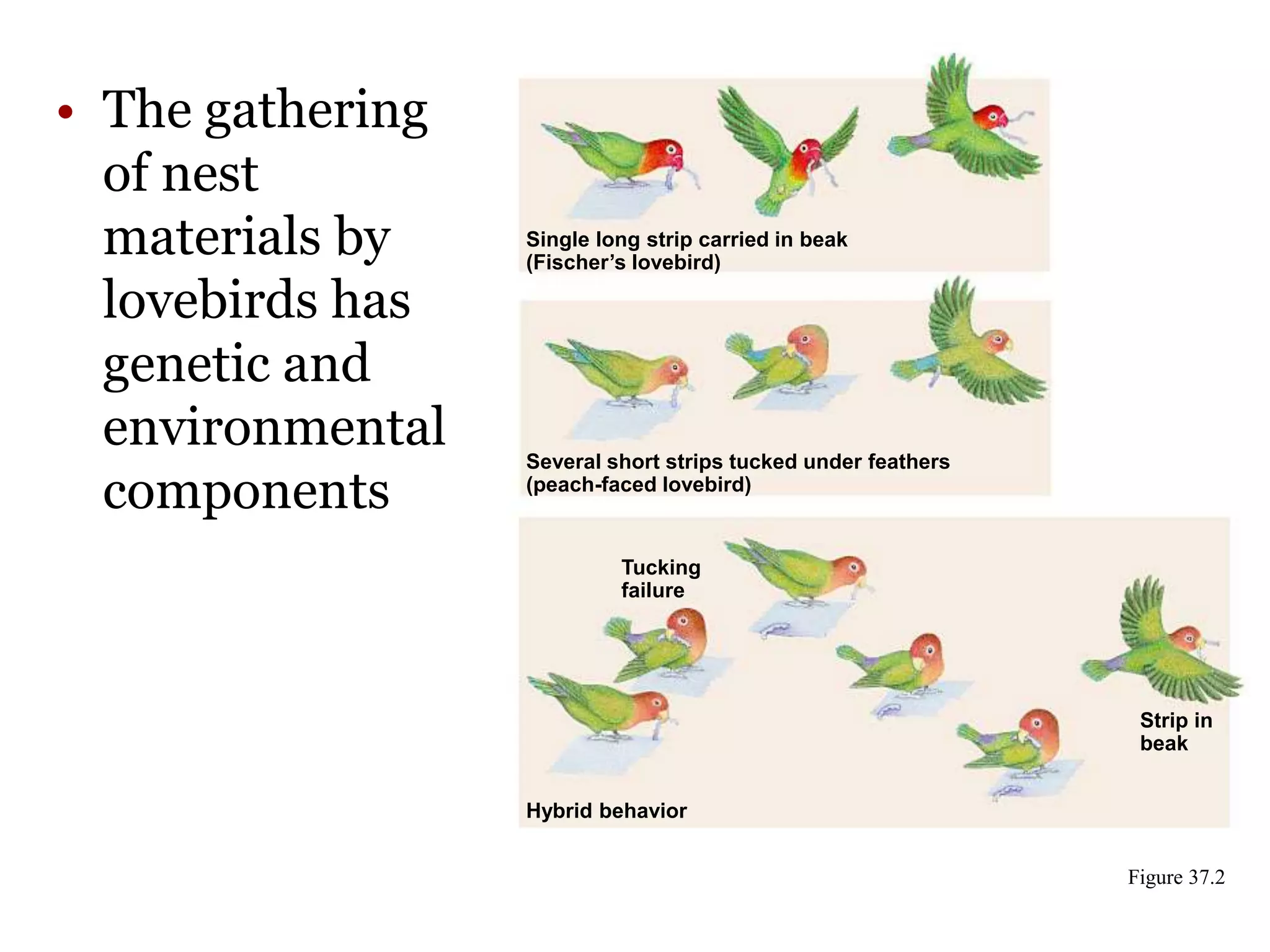 animal-behavior-PowerPoint.ppt