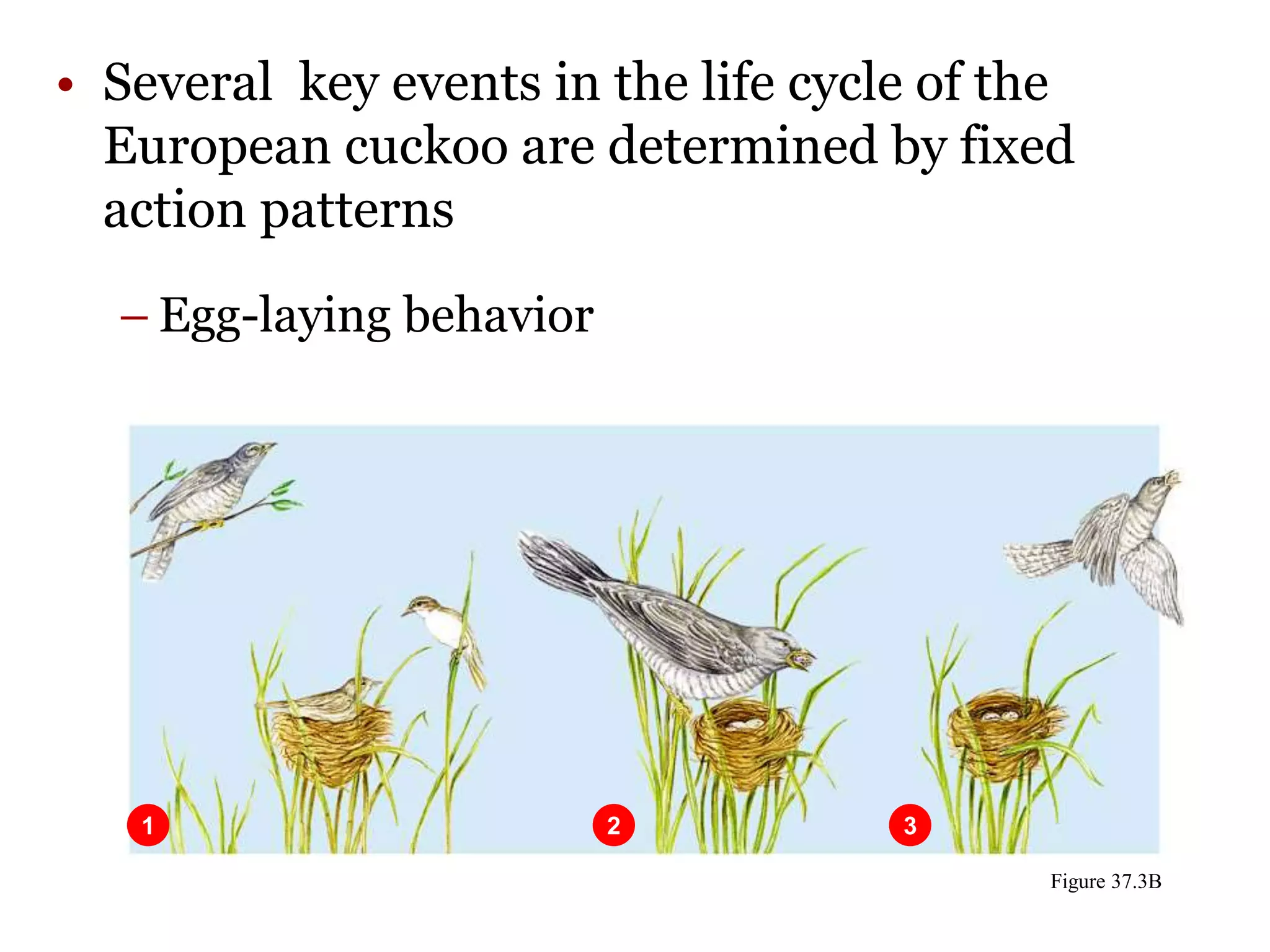 animal-behavior-PowerPoint.ppt