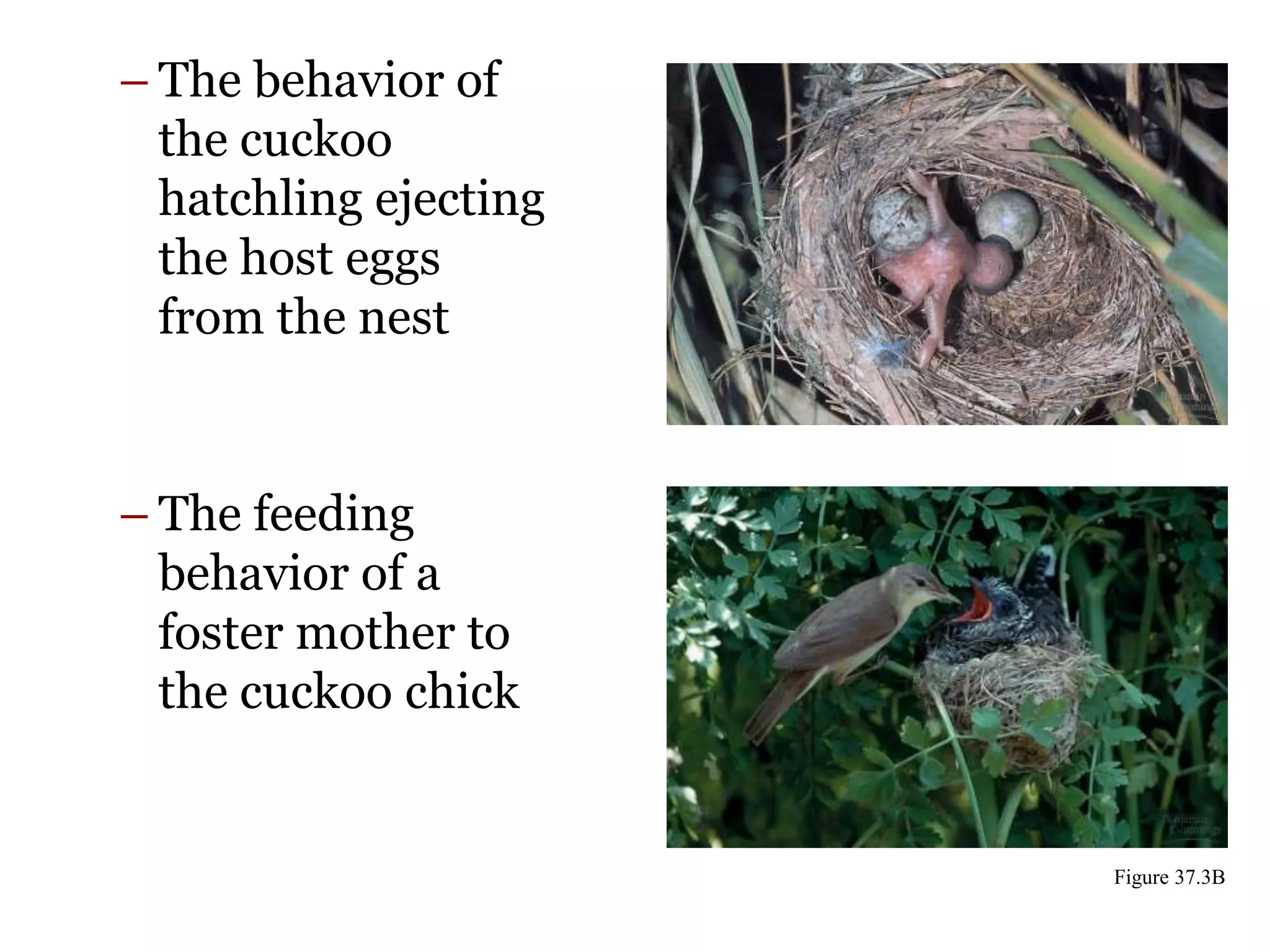 animal-behavior-PowerPoint.ppt