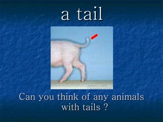 Animal body parts | PPT