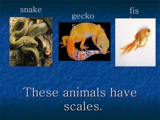 Animal body parts | PPT