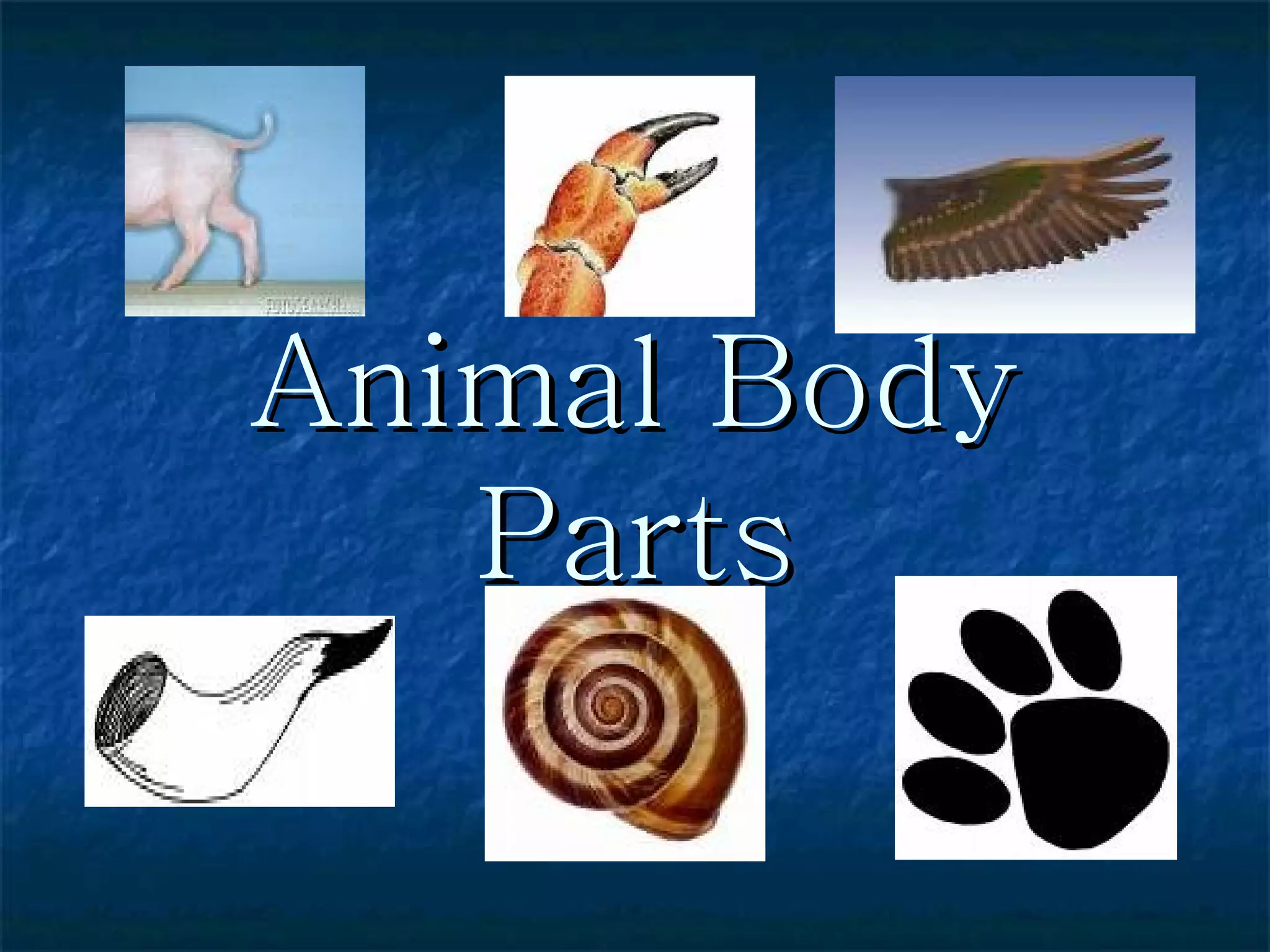 Animal body parts | PPT