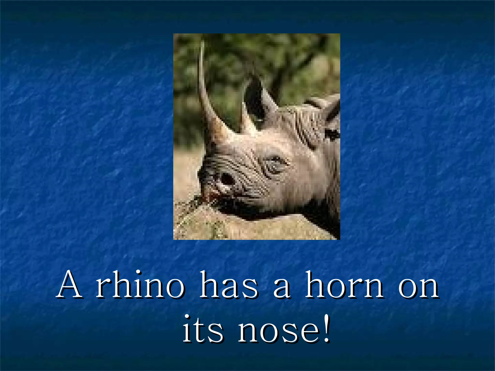 Animal body parts | PPT