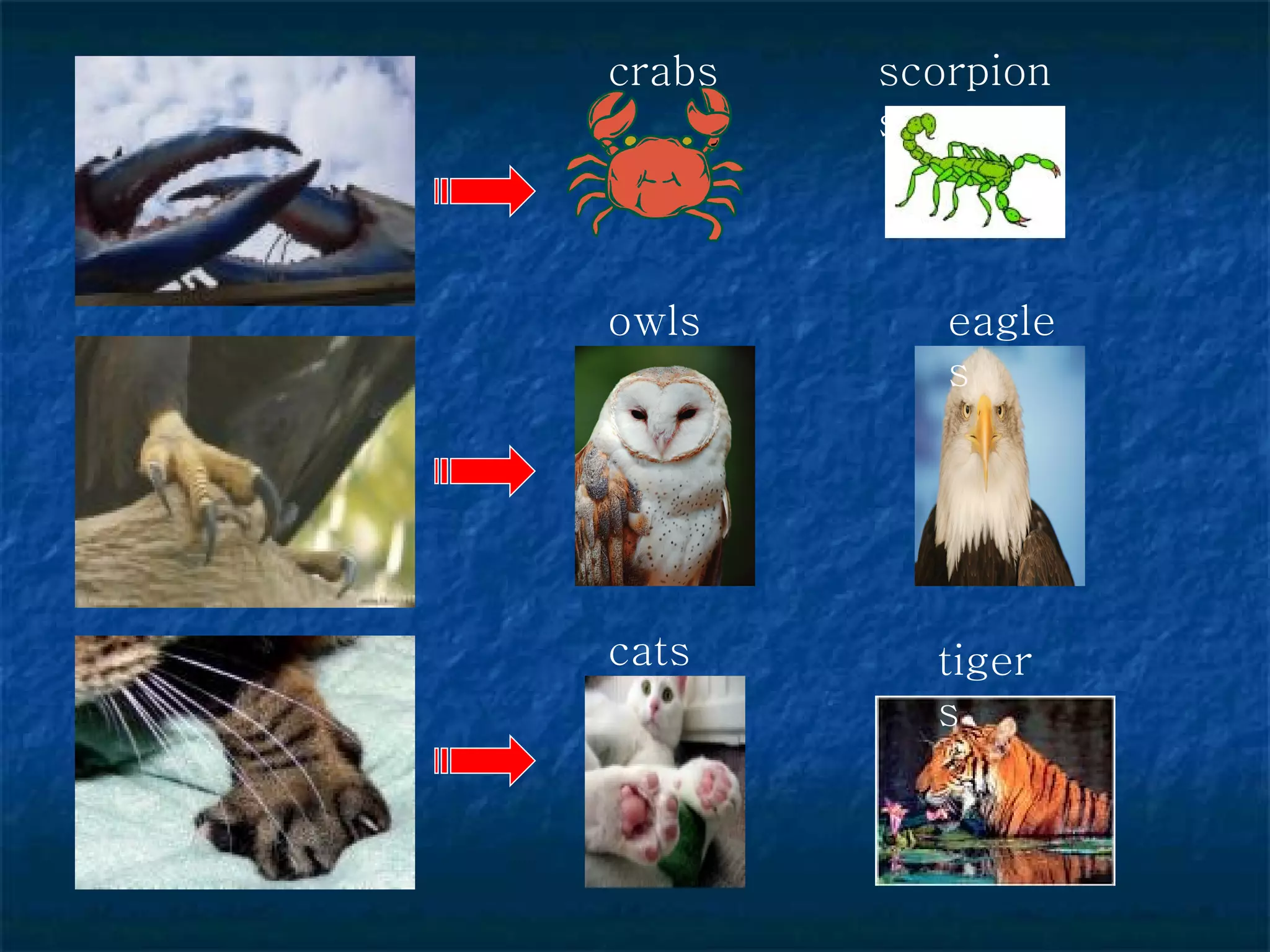 Animal body parts | PPT