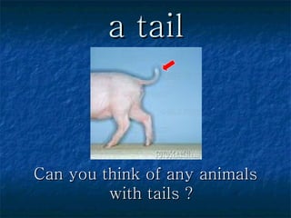 Animal body parts | PPT