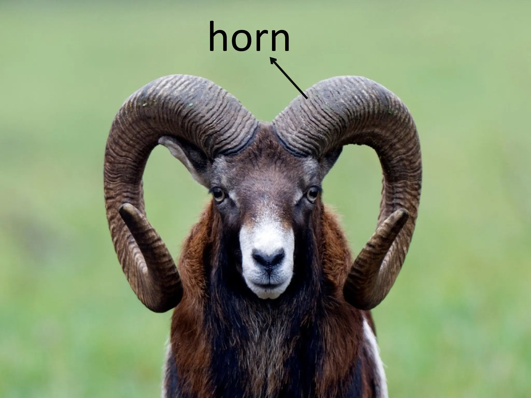 animal-body-parts-flashcards_94226125634 | PPT