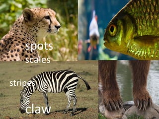 animal-body-parts-flashcards_94226125634 | PPTX