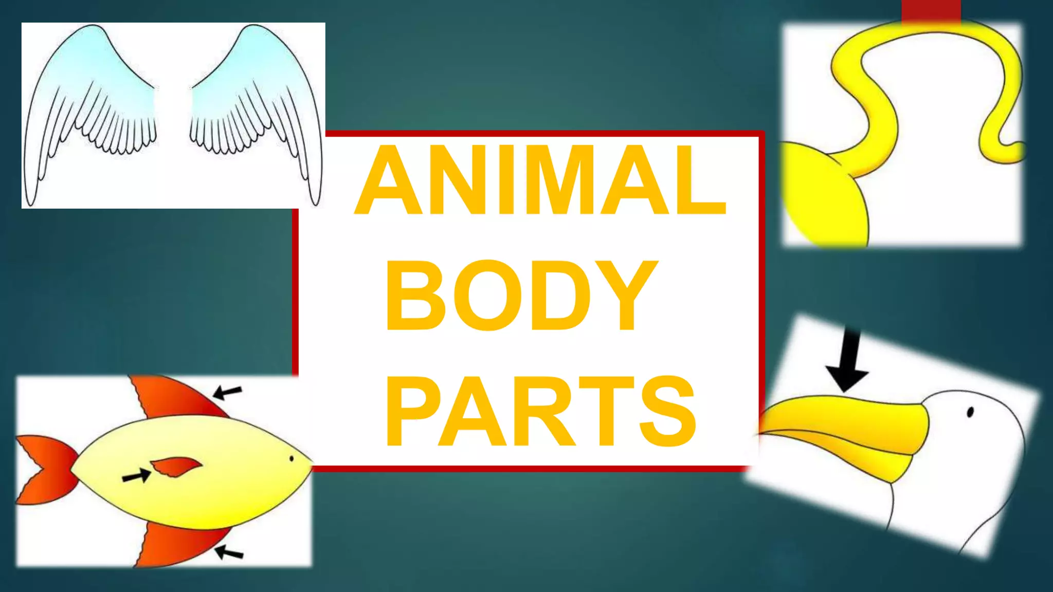 animal-body-parts-flashcards_grade 1.pptx