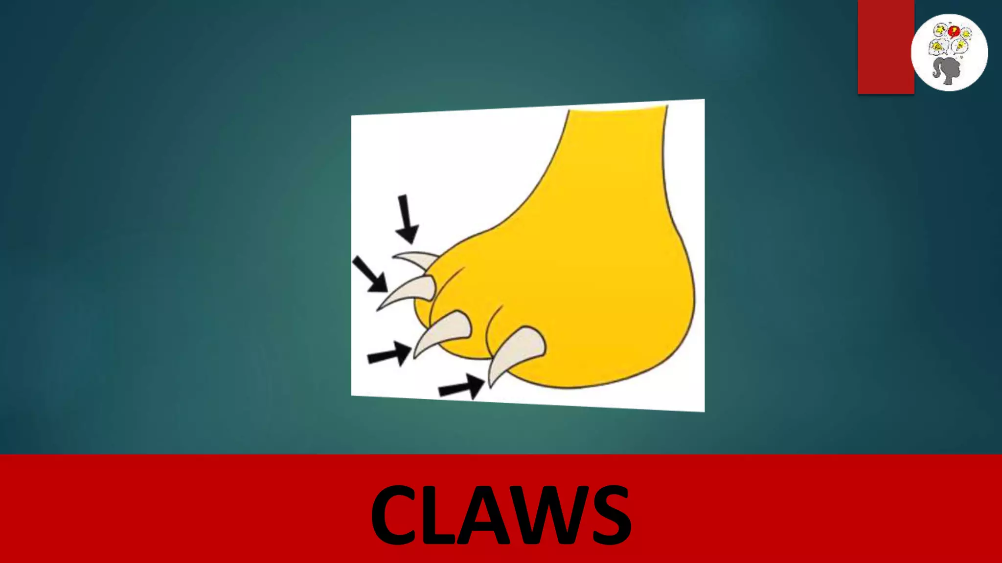 animal-body-parts-flashcards_grade 1.pptx