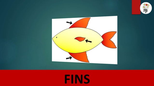 animal-body-parts-flashcards_grade 1.pptx