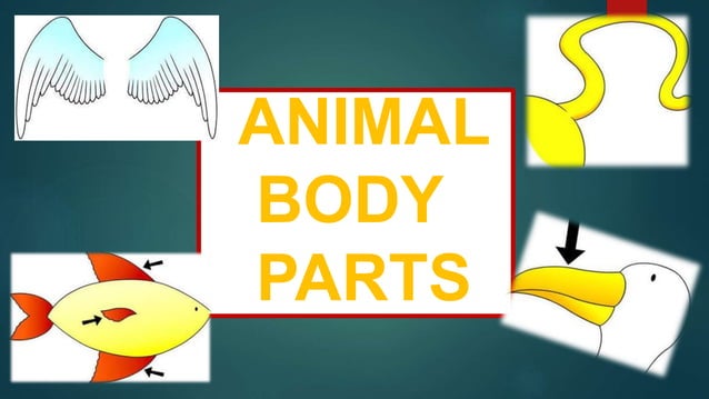 animal-body-parts-flashcards_grade 1.pptx
