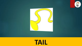 animal-body-parts-flashcards_grade 1.pptx