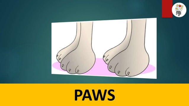 animal-body-parts-flashcards_grade 1.pptx