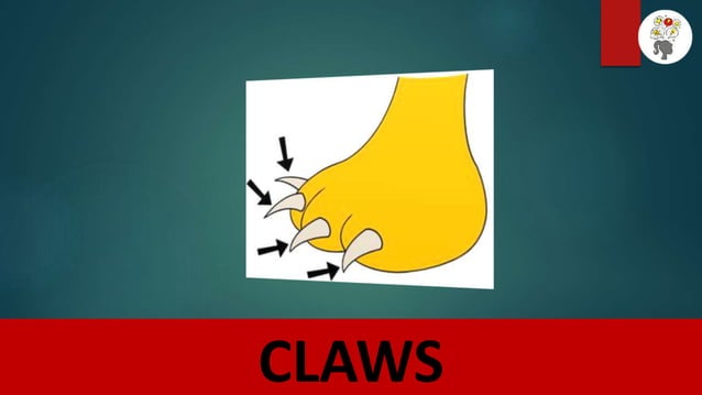 animal-body-parts-flashcards_grade 1.pptx