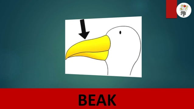 animal-body-parts-flashcards_grade 1.pptx