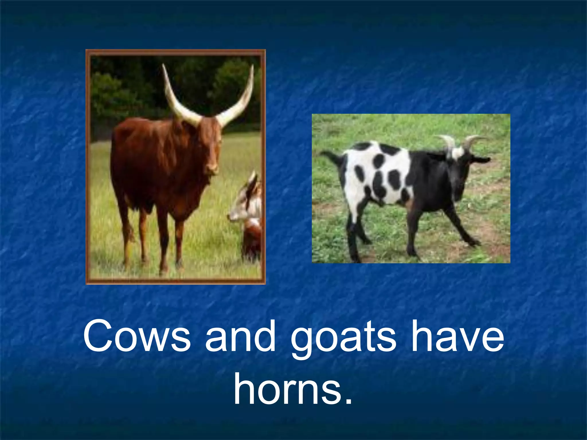 Animal body-parts | PDF